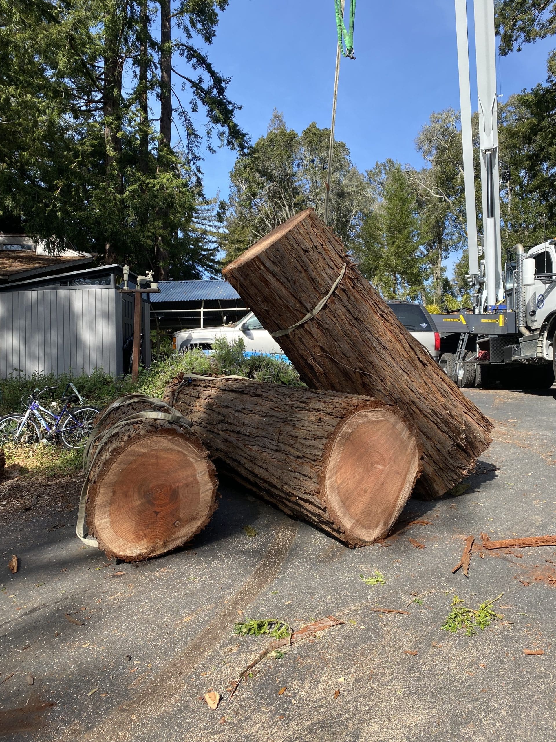 Redwood Removal - Adney Tree Services Inc.