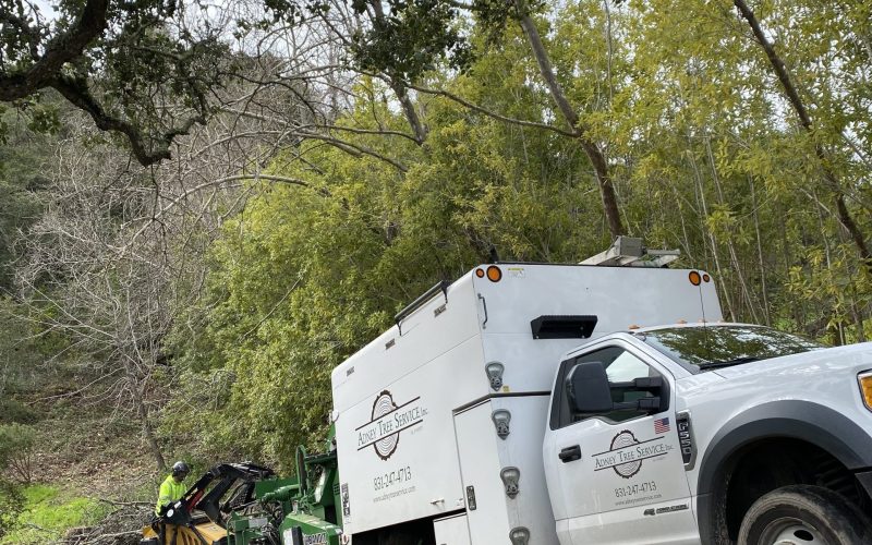 Tree Service Experts | ADNEY TREE CARE INC.
